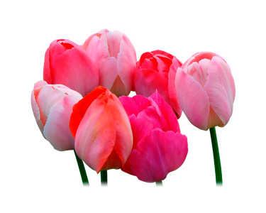 Van Eijk MIX - Spring Colours